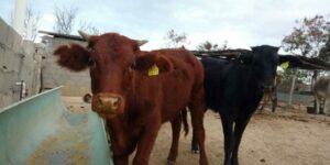 Five small red cows that rocked the world - Israel365 News