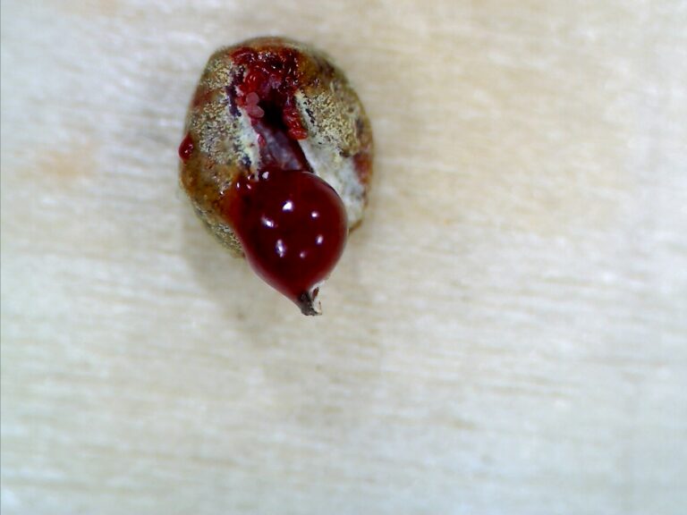 Crimson worm-dye, a key element for red heifer sacrifice developed in ...