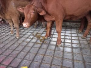 The Amazing Journey of the Red Heifers: From Texas to Israel ...