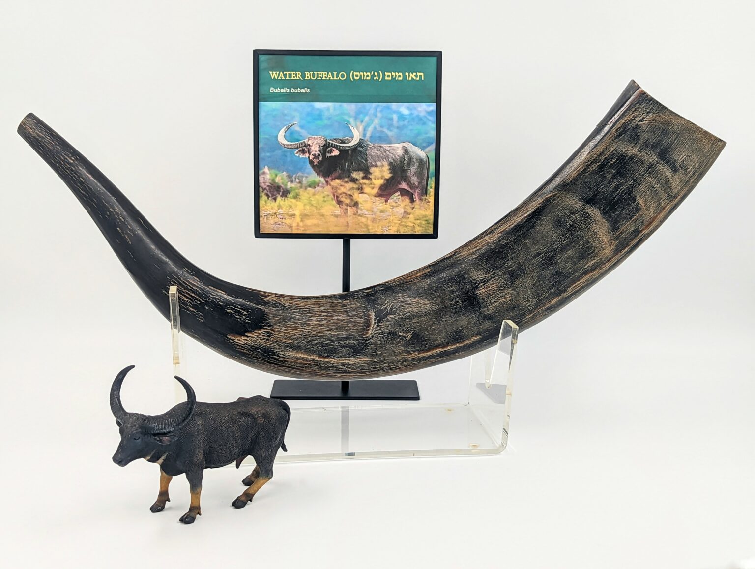 A Unique Collection of Shofars Now on Display at the Biblical Museum of ...