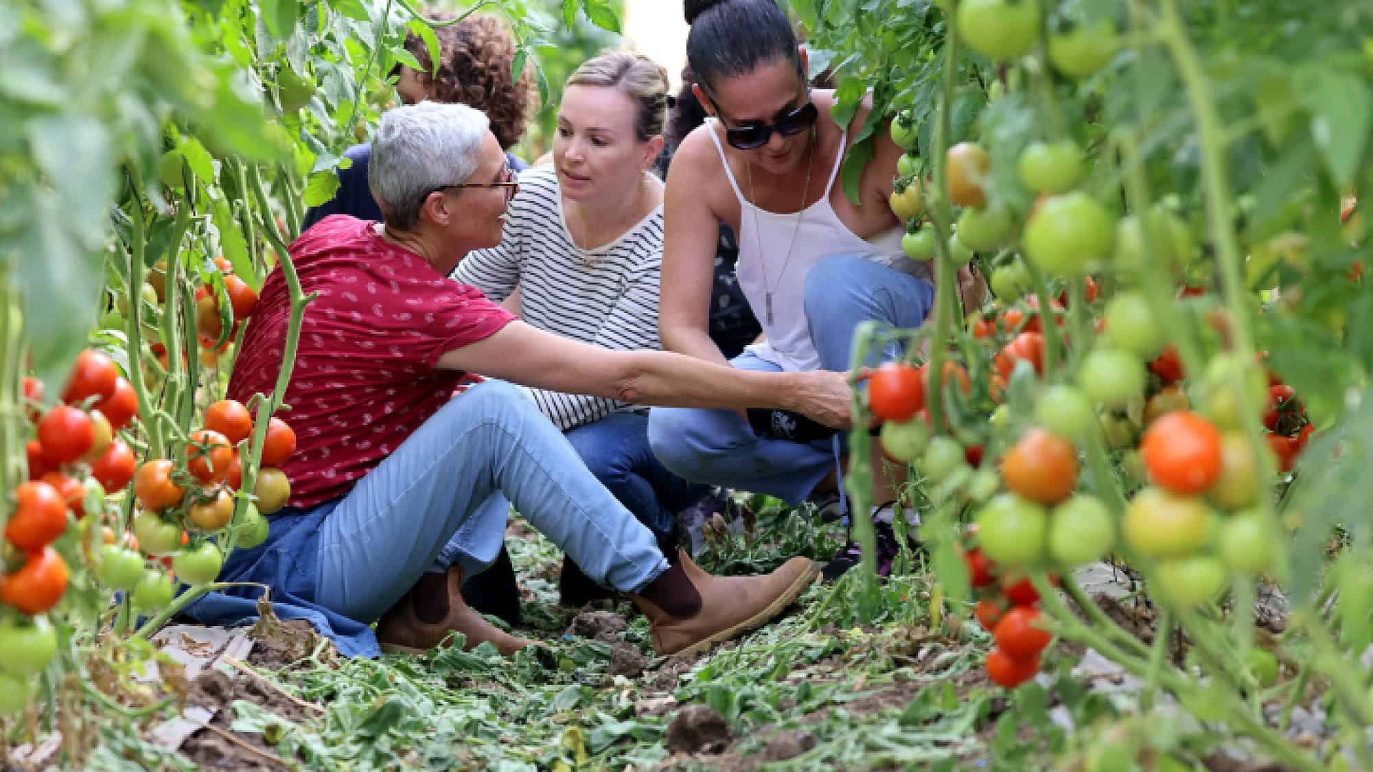 Facing crisis: Leket Israel highlights growing food insecurity amid war ...