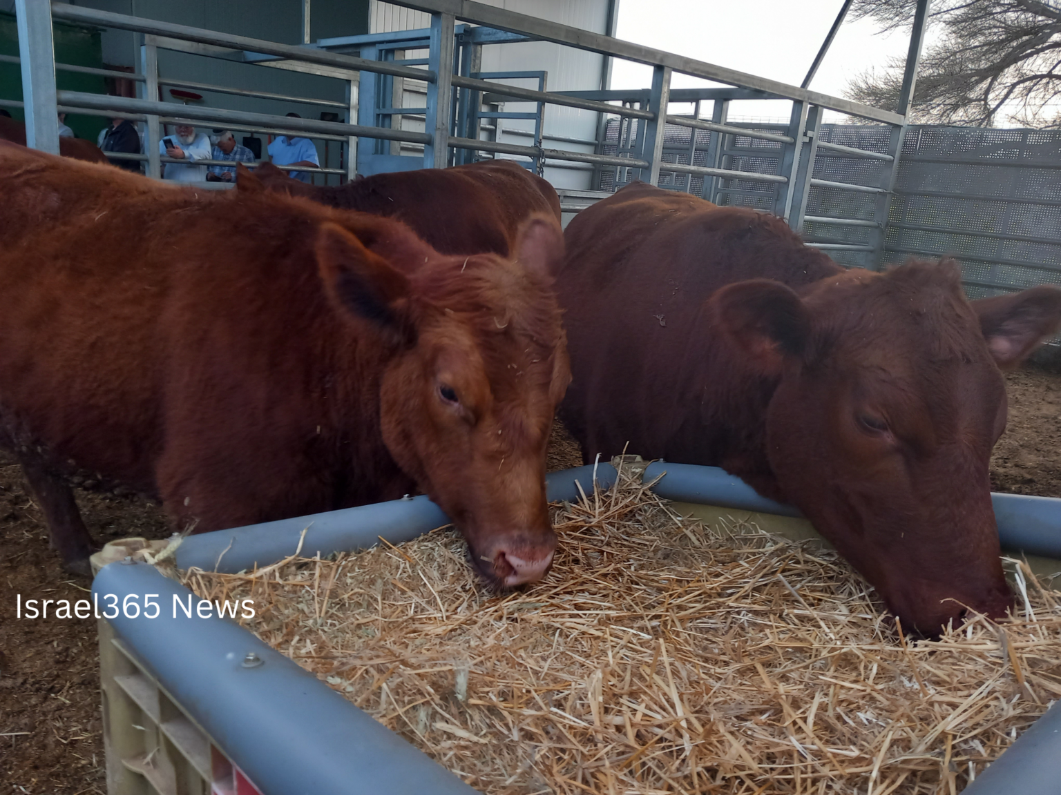 Update and Clarification Regarding the Red Heifer from the Temple ...