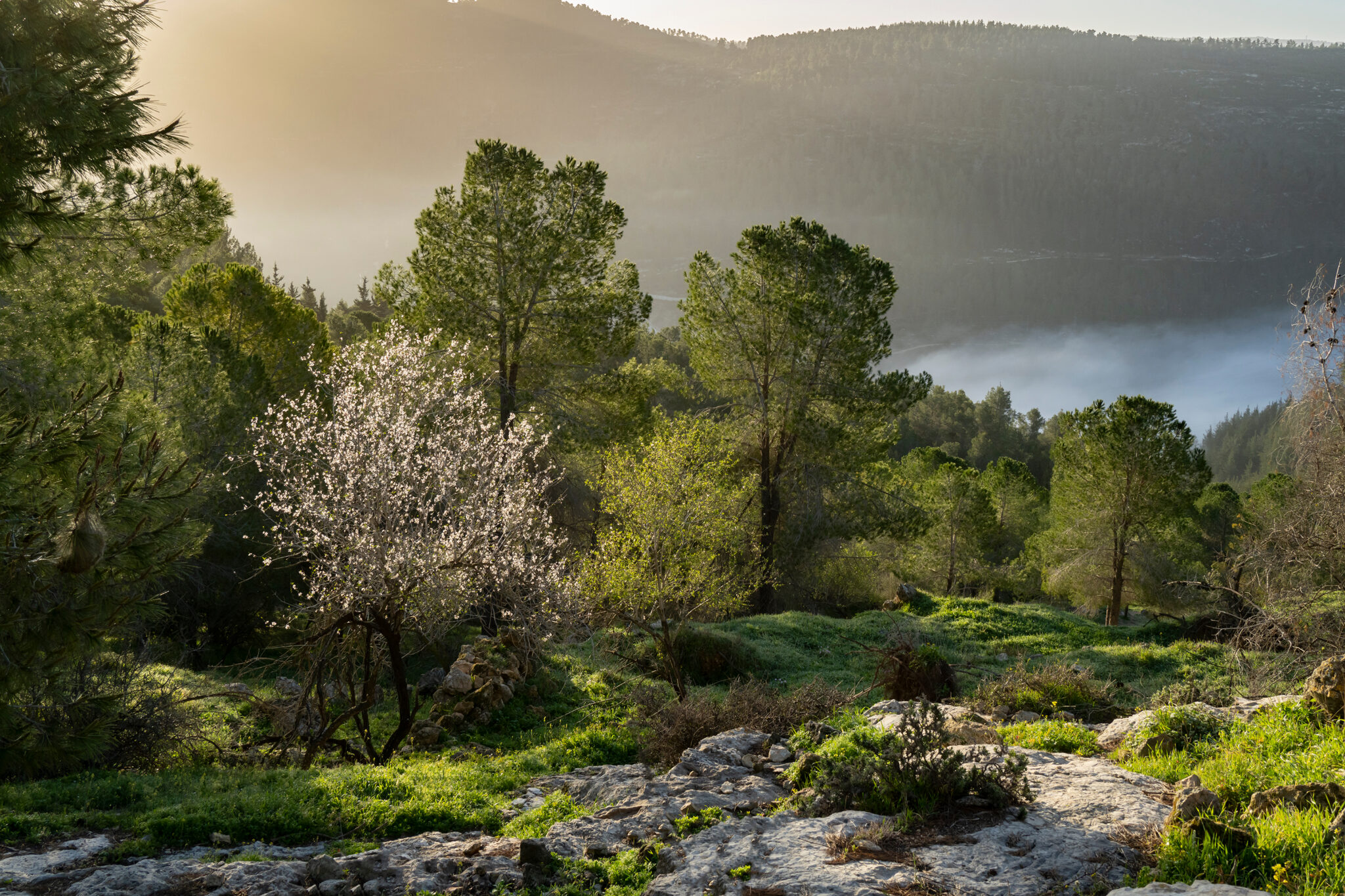 Restoring the Land, Defending the Promise – The Story of Israel’s ...