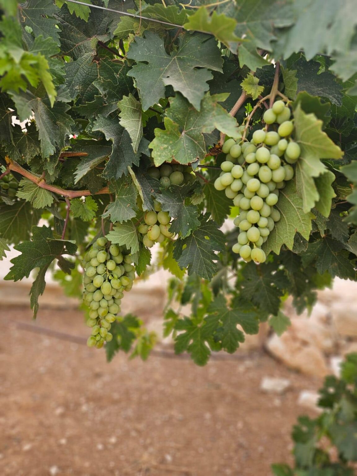 Planting King David’s Grapes - Israel365 News