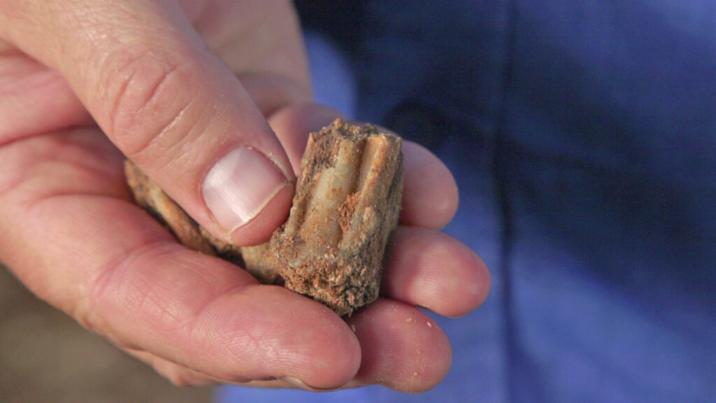 Paradise Found: 400,000-Year-Old Cave Unearthed in Town Literally Named ...